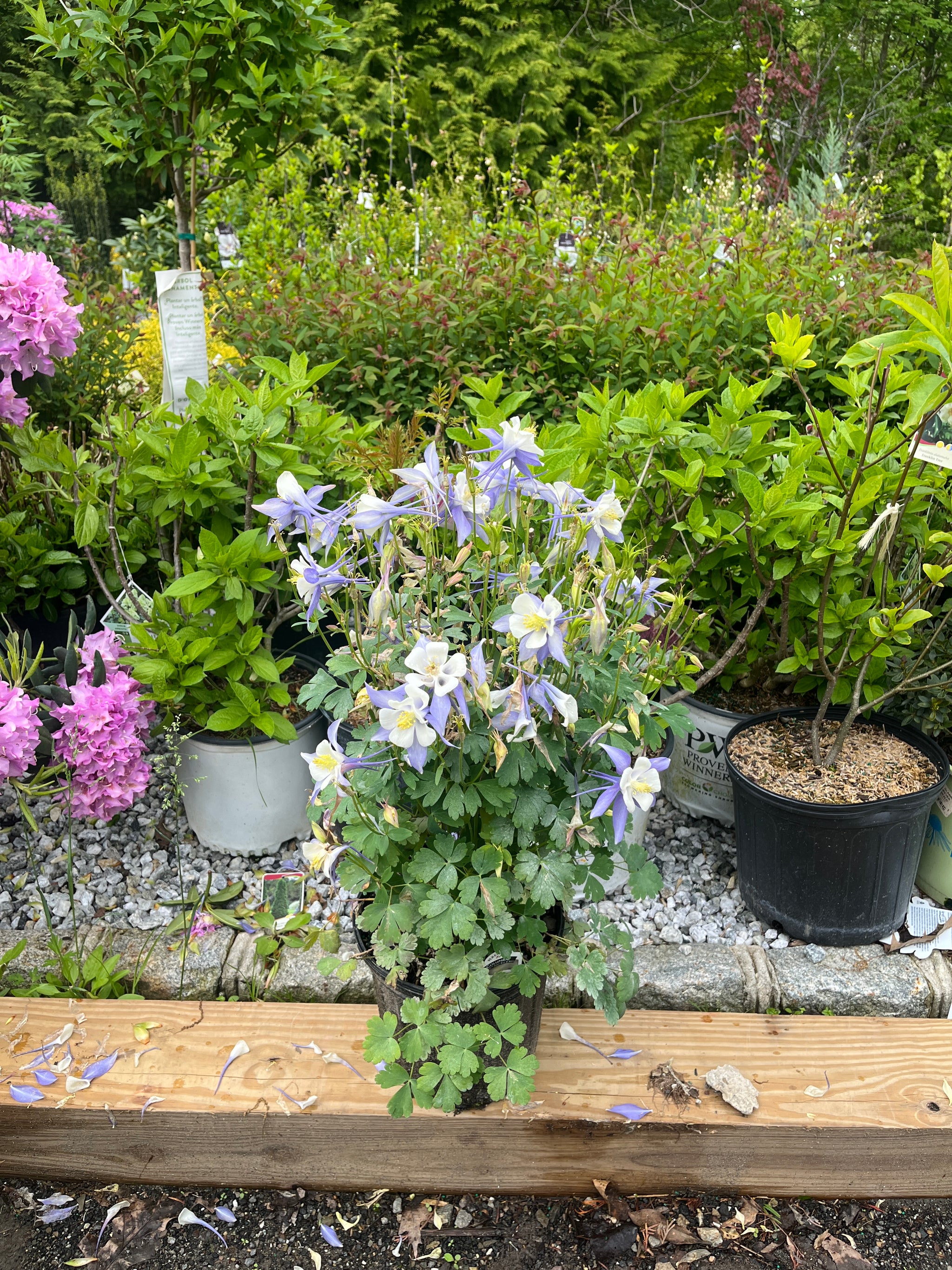 Columbine — Gardens of the World