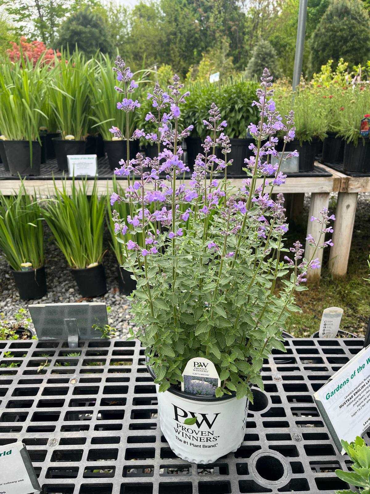 Cat's Meow Catmint For Sale Online! | Proven Winners Variety! — Gardens ...