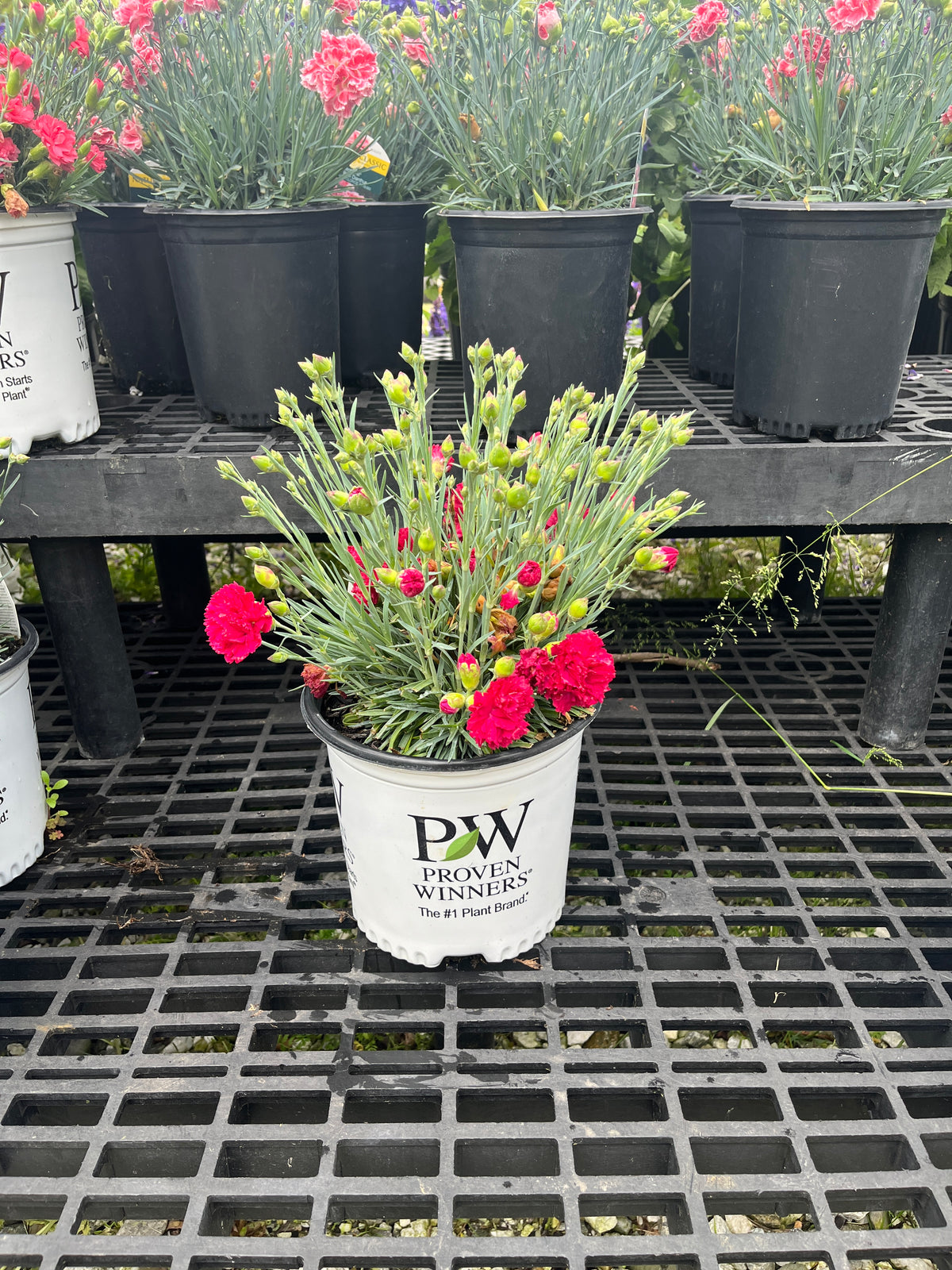 Fruit Punch® Cranberry Cocktail Dianthus For Sale Online! — Gardens of ...