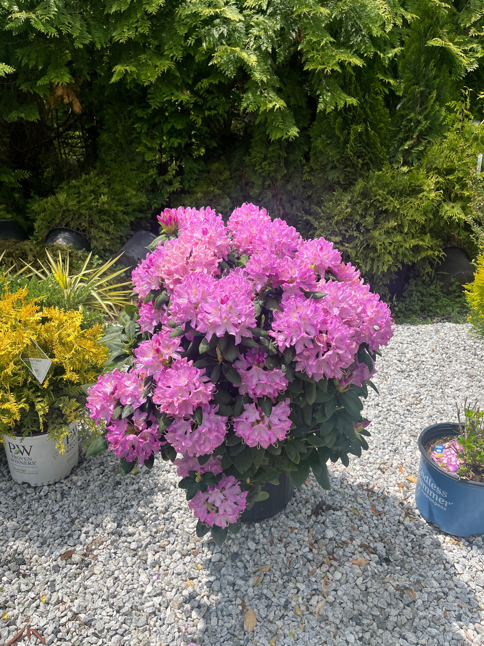 English Roseum Rhododendron For Sale Online! | Great Flowers In Spring ...