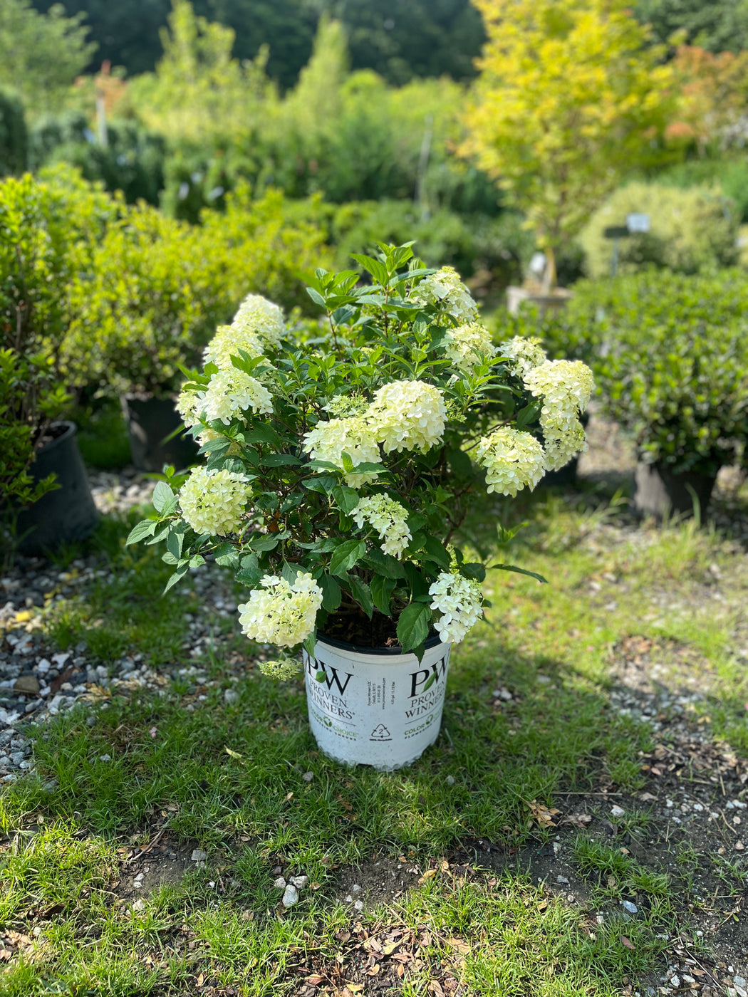 Quick Fire Fab® Panicle Hydrangea For Sale Online | Large Blooms ...