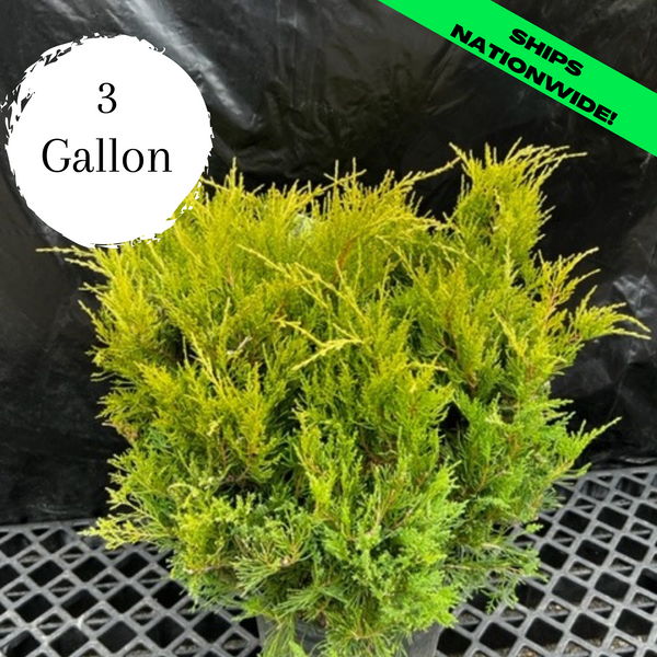 Old Gold Juniper - 3 Gallon (1.5-2ft) – Gardens of the World