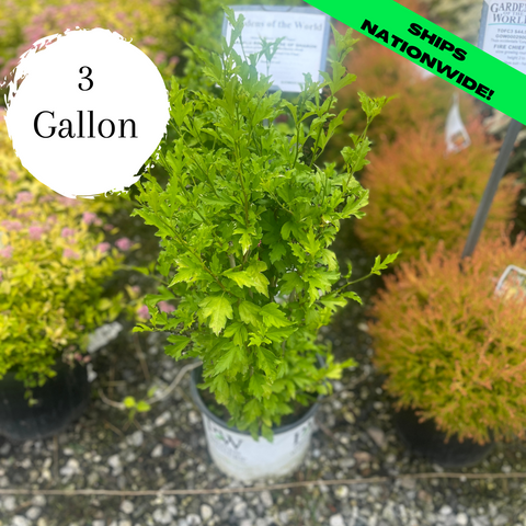 Bali Rose Of Sharon - 3 Gallon (2-3ft) – Gardens of the World