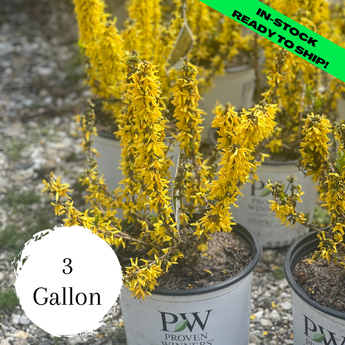 Show Off Sugar Baby Forsythia — Gardens of the World