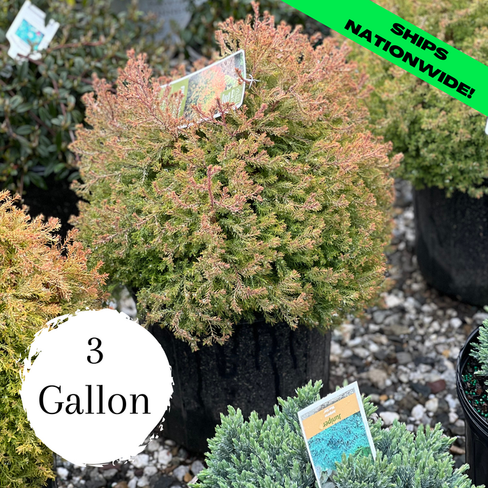 Fire Chief Arborvitae — Gardens of the World