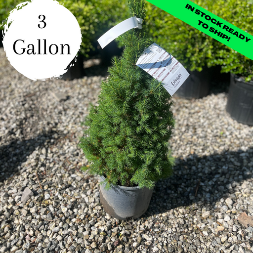 Dwarf Alberta Spruce Trees