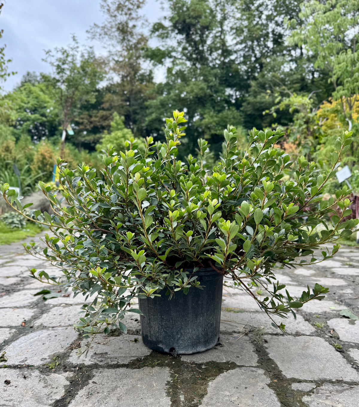 Robin Hill Lady Robin Azalea For Sale Online! — Gardens of the World