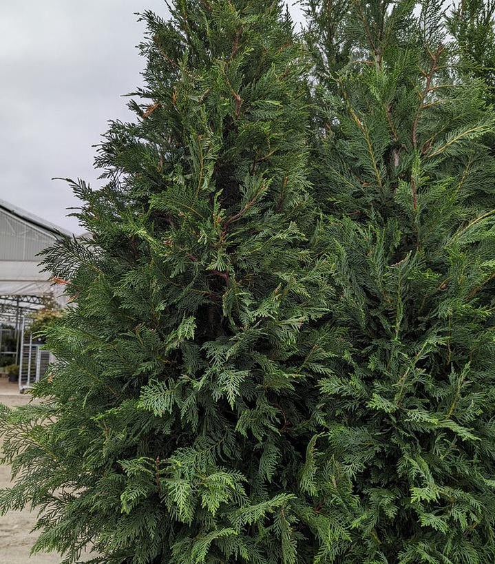 Leyland Cypress Tree — Gardens of the World