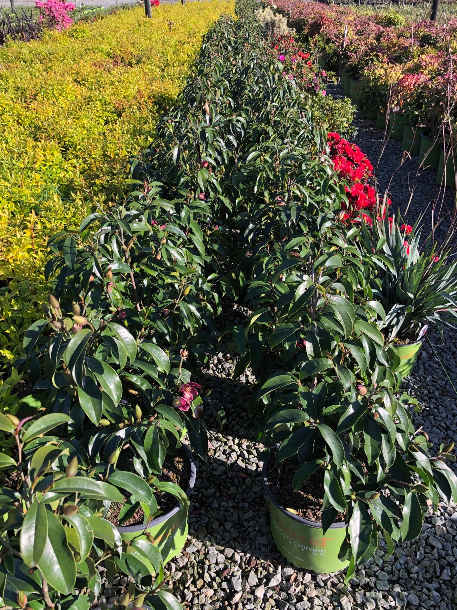 Magnolia Trees — Gardens of the World