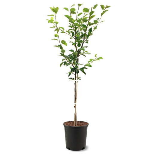 Pear Trees For Sale Online | Many Varieties Available! — Gardens of the ...