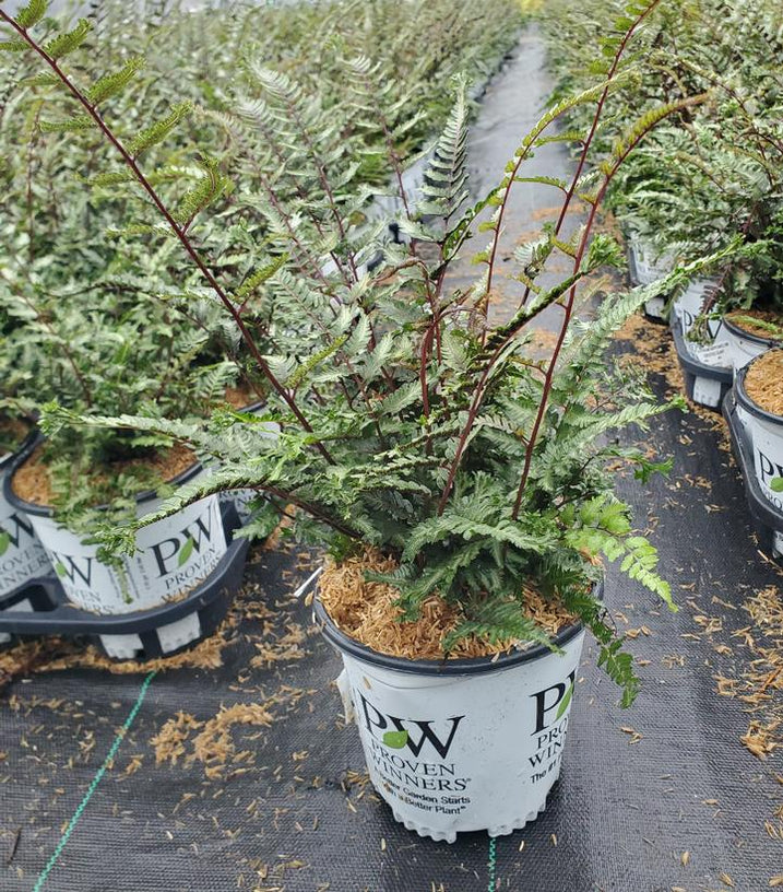 Fern — Gardens of the World