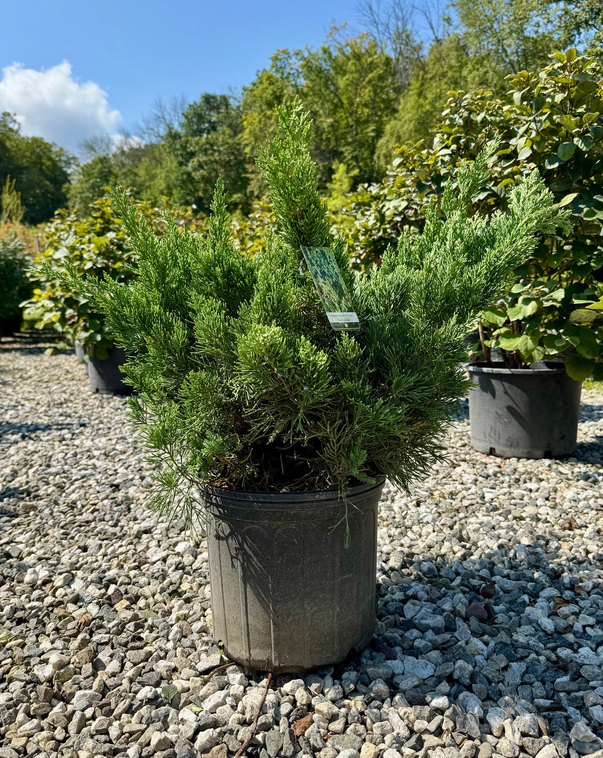 Parson's Juniper For Sale Online! | Great Evergreen Shrub! — Gardens of ...