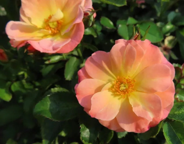 Peach Drift® Rose — Gardens of the World