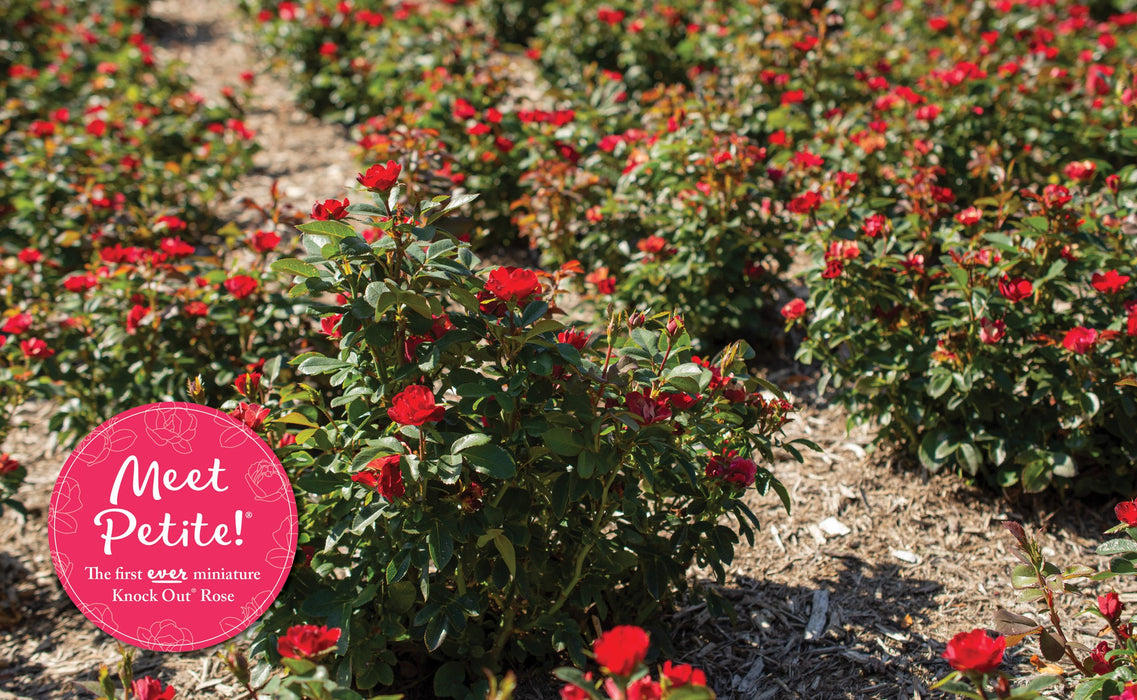 Petite Knockout Rose — Gardens of the World