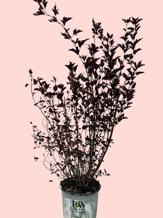 Summer Wine® Black Ninebark For Sale Online | Dark Foliage! — Gardens ...