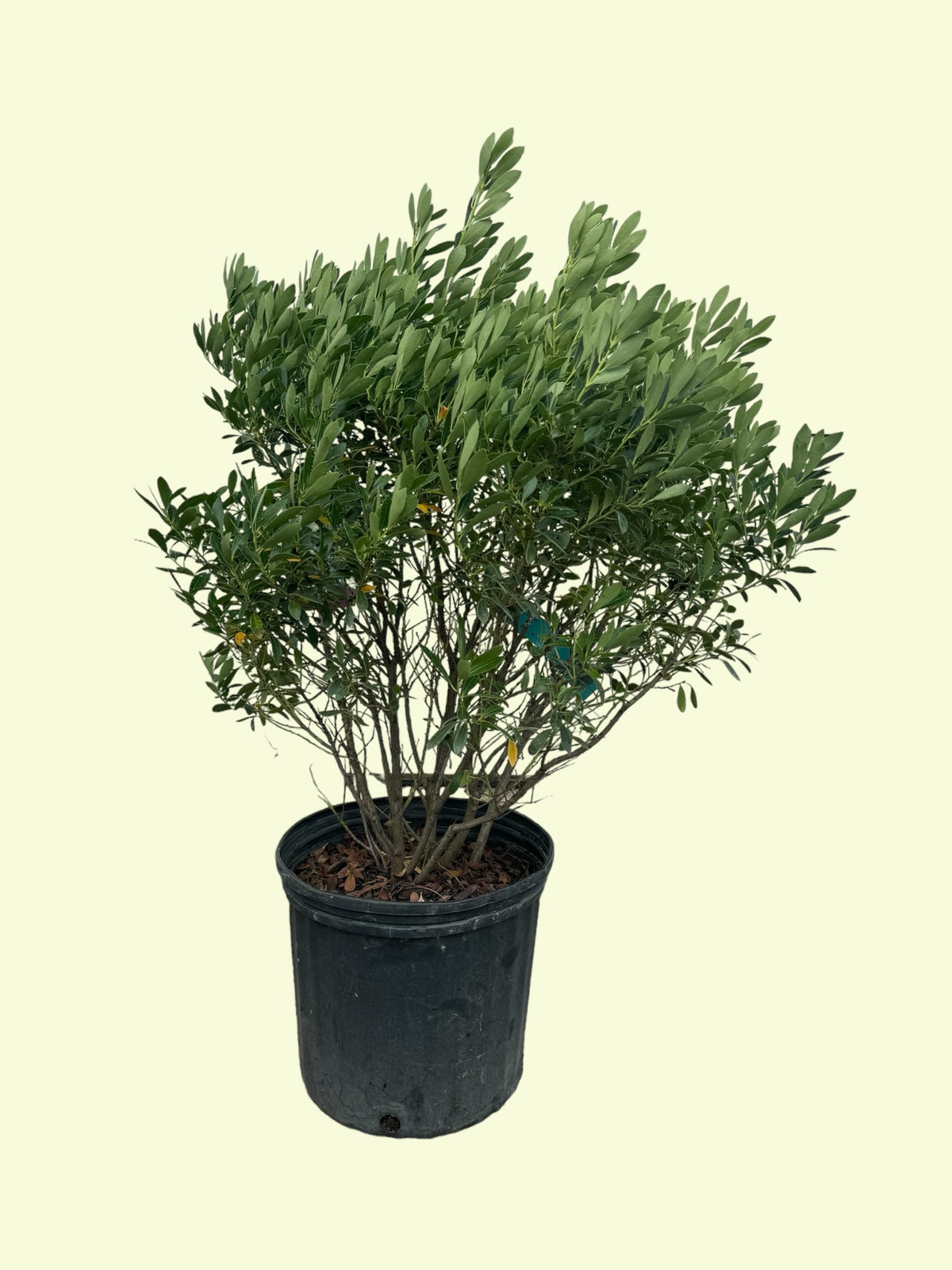 Densa Inkberry Holly For Sale Online! — Gardens of the World