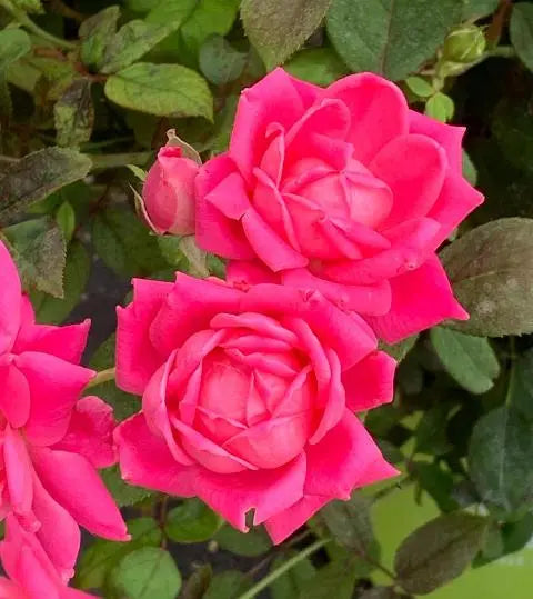 Pink Double Knockout Rose — Gardens of the World