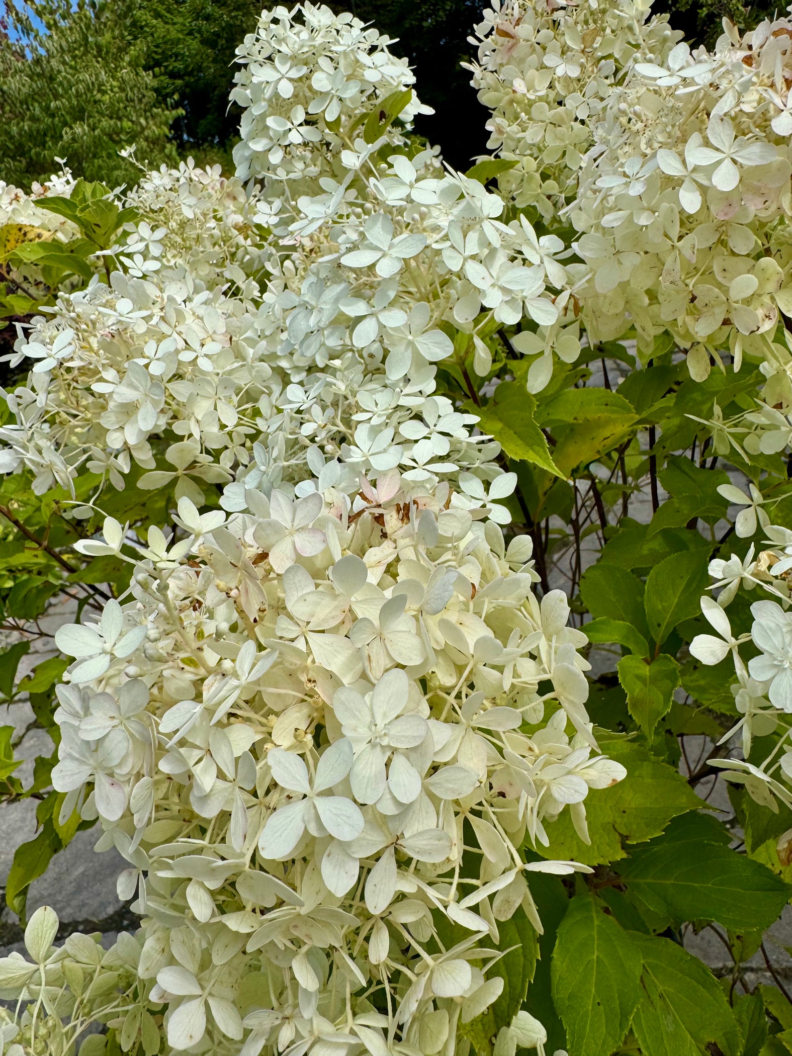Pufferfish Hydrangea For Sale Online! | Proven Winners — Gardens of the ...