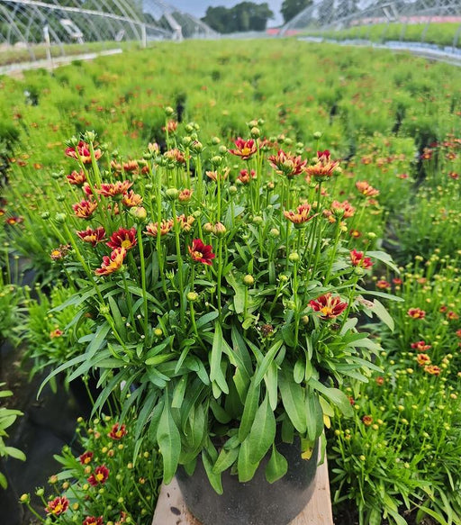 Tickseed/Coreopsis — Gardens of the World