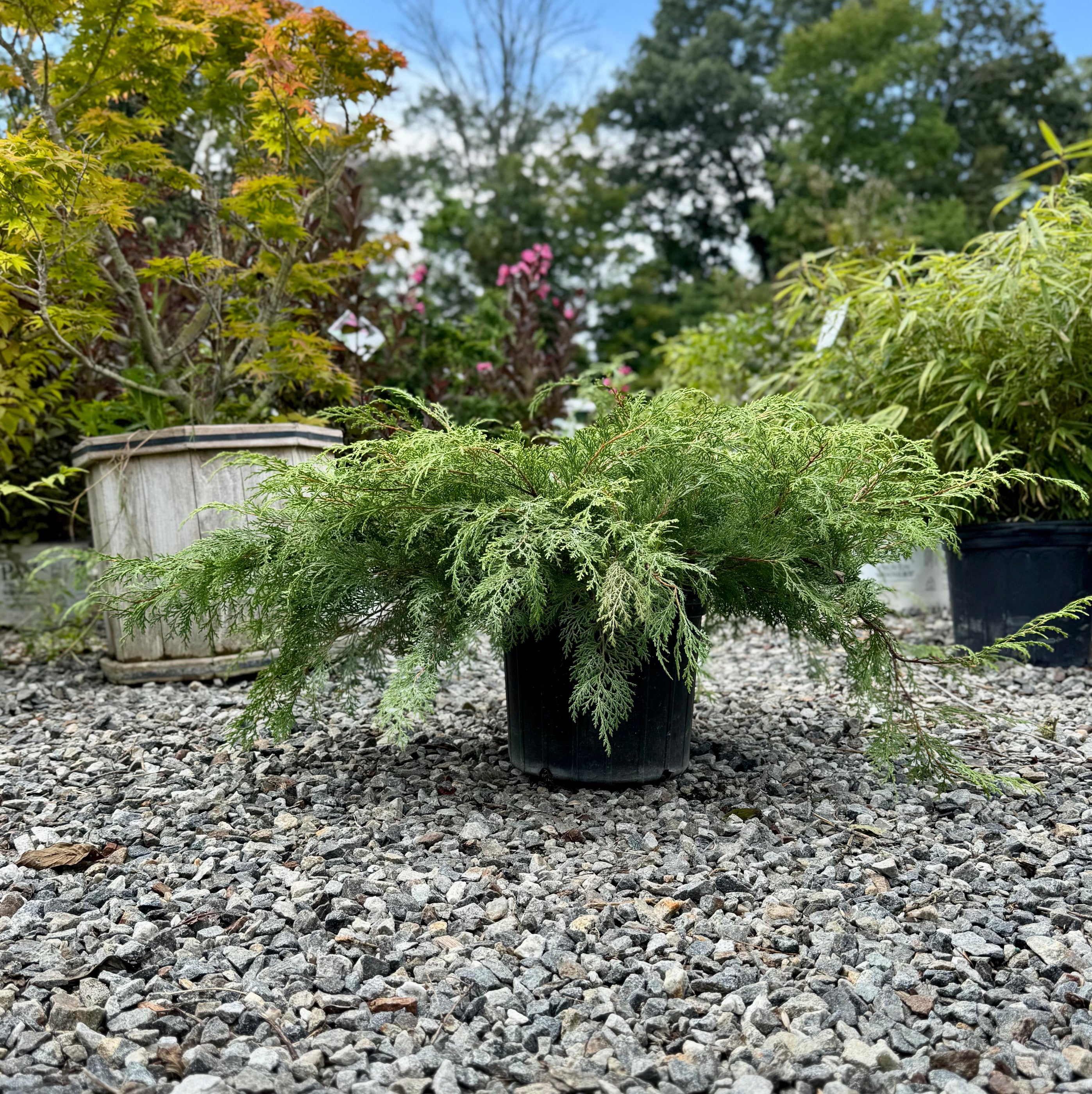 Russian Cypress For Sale Online! | Iconic Evergreen Shrub! — Gardens of ...