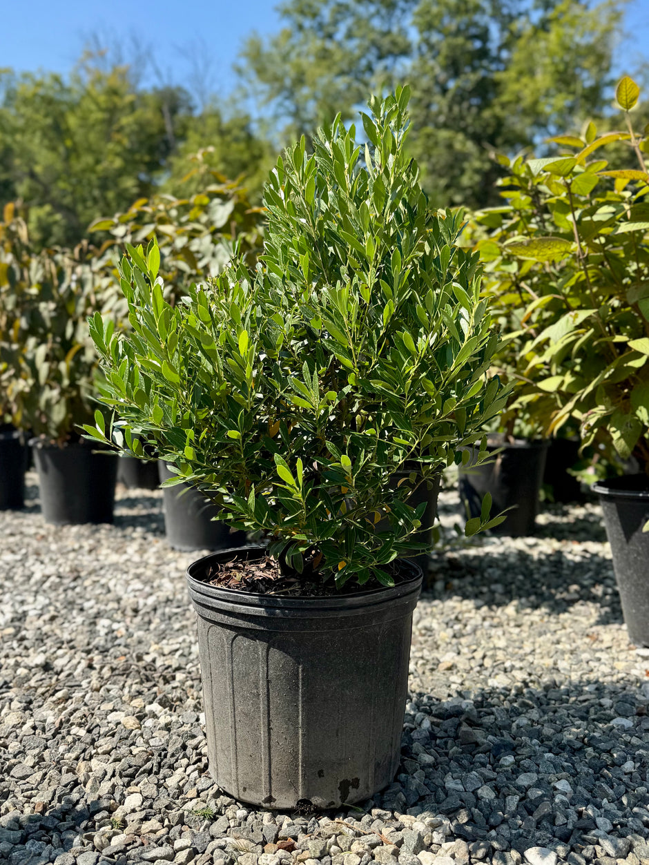 Buy Trees & Shrubs Online – Gardens of the World