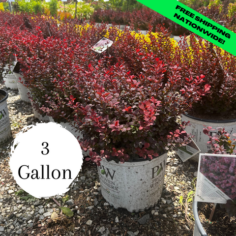 Barberry – Gardens of the World
