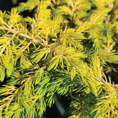 Golden Pacific Juniper — Gardens of the World