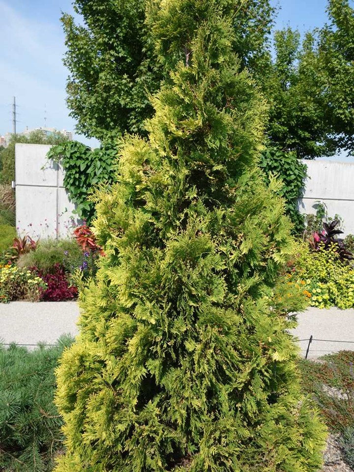 Yellow Ribbon Arborvitae For Sale Online! — Gardens of the World