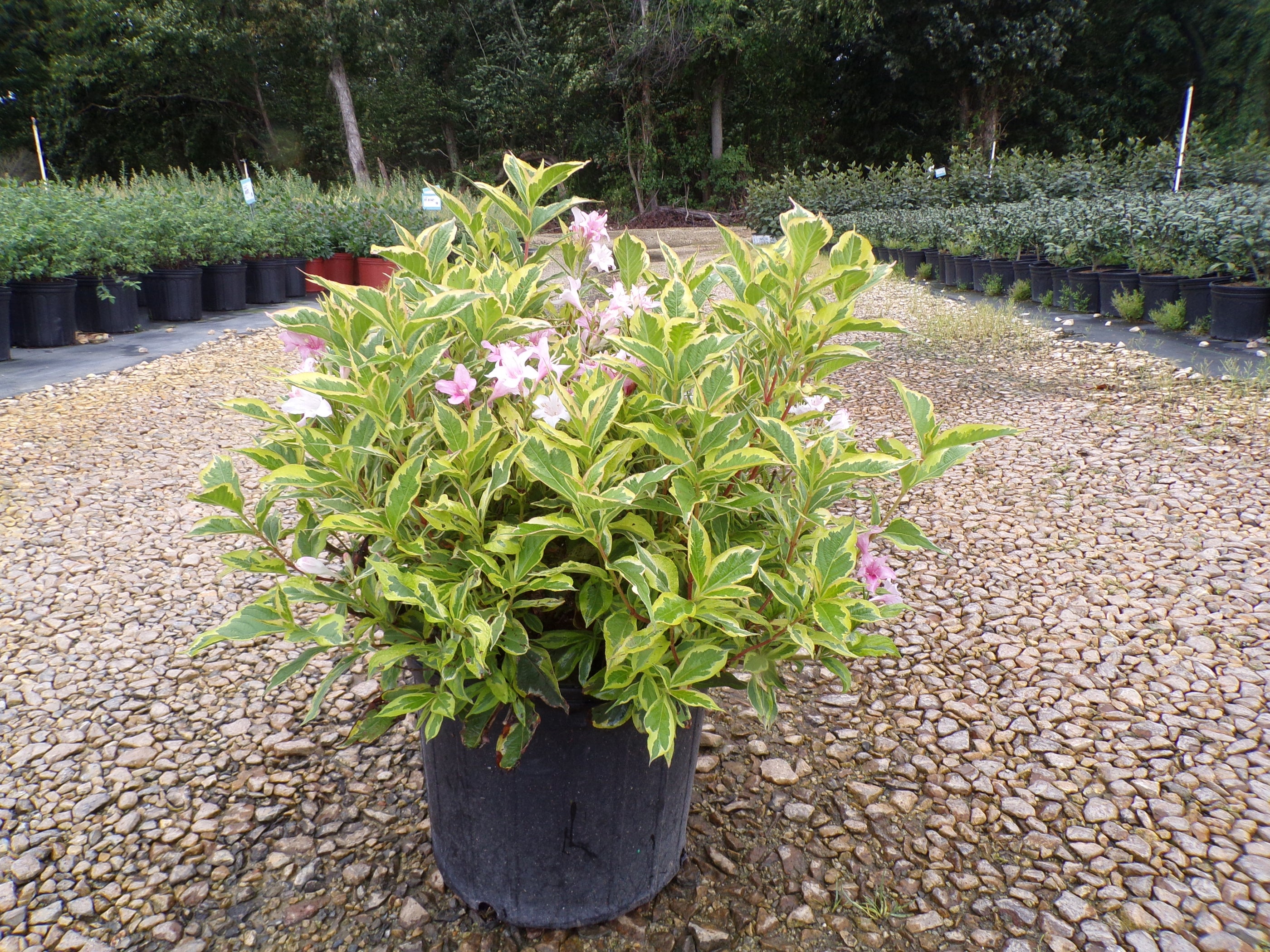 Variegated Weigela For Sale Online! | Great Pink Blooms! — Gardens of ...