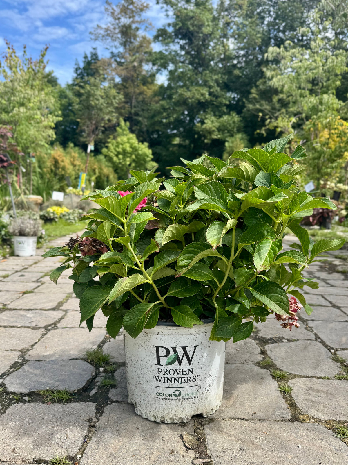 Wee Bit Grumpy® Hydrangea For Sale Online! | Proven Winners — Gardens ...