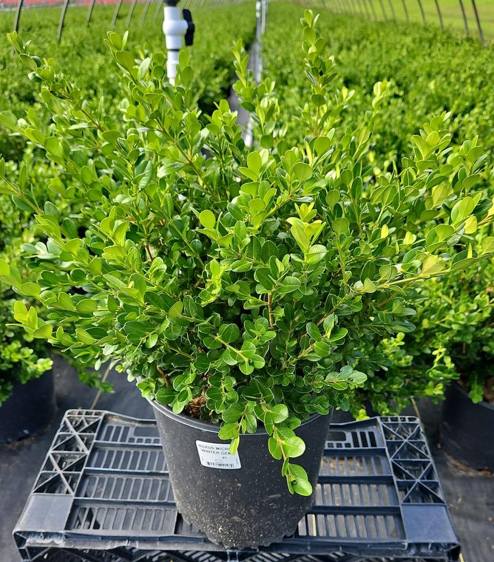 Winter Gem Boxwood – Gardens of the World