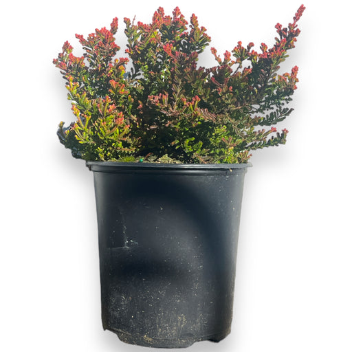 Heather — Gardens of the World