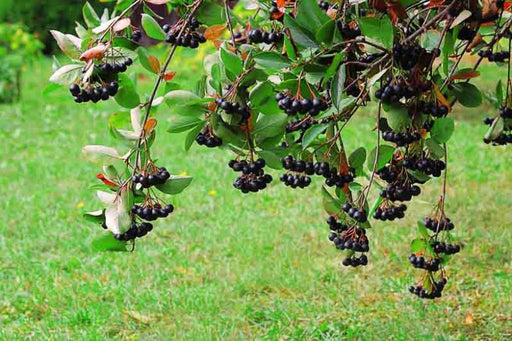 Chokecherry — Gardens of the World