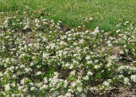 Ground Hug® Aronia For Sale Online! | Great Flowering Shrub! — Gardens ...