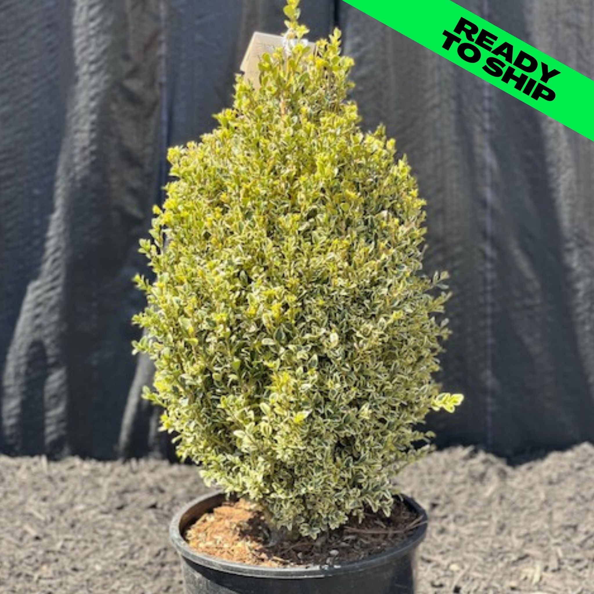 Boxwood — Gardens of the World