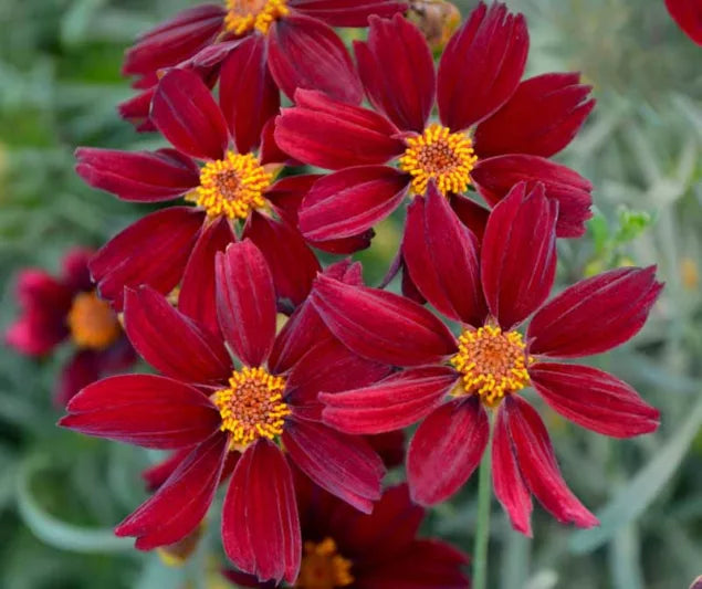 PermaThread™Red Satin Tickseed Coreopsis — Gardens of the World