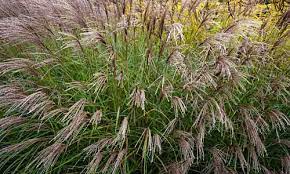 Bandwidth Maiden Grass For Sale Online! | Great Ornamental Grass ...
