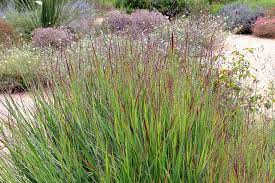 Prairie Sky Switchgrass – Gardens of the World