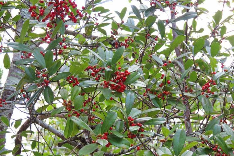 Dahoon Holly — Gardens of the World