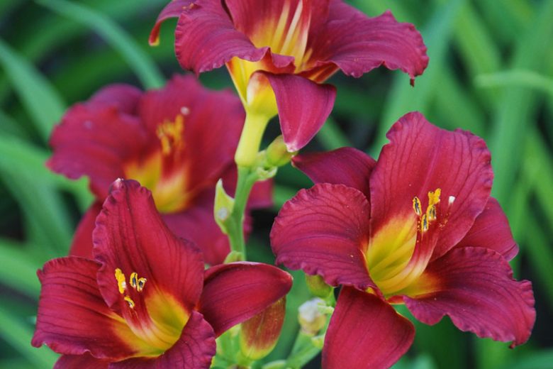 Ruby Stella Daylily For Sale Online! | Great Red Flowers! — Gardens of ...