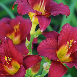 Ruby Stella Daylily For Sale Online! | Great Red Flowers! — Gardens of ...