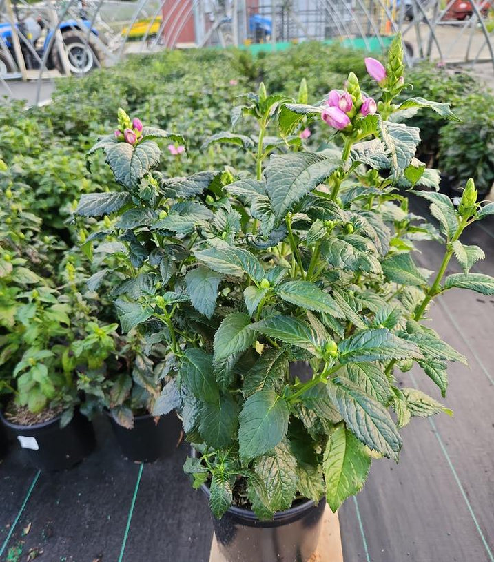 Turtlehead — Gardens of the World