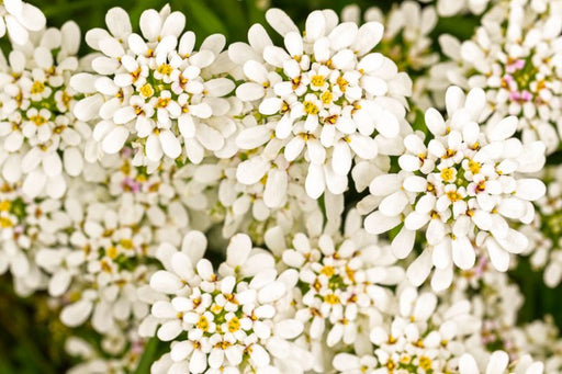Candytuft — Gardens of the World