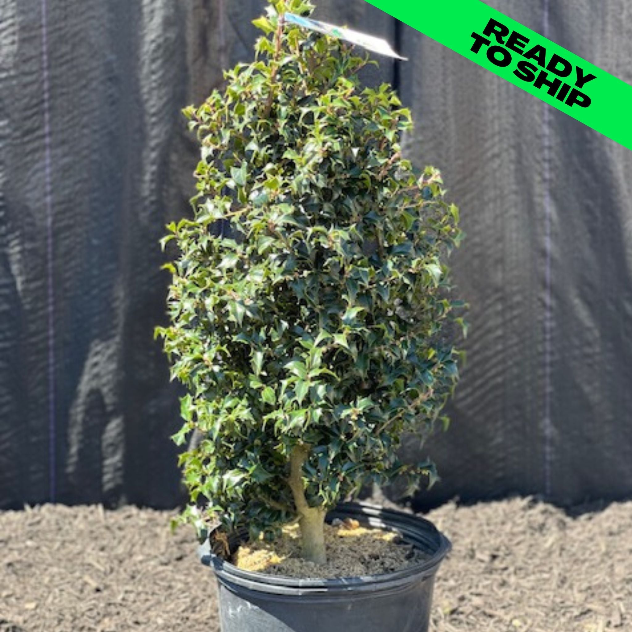 Holly Trees — Gardens of the World