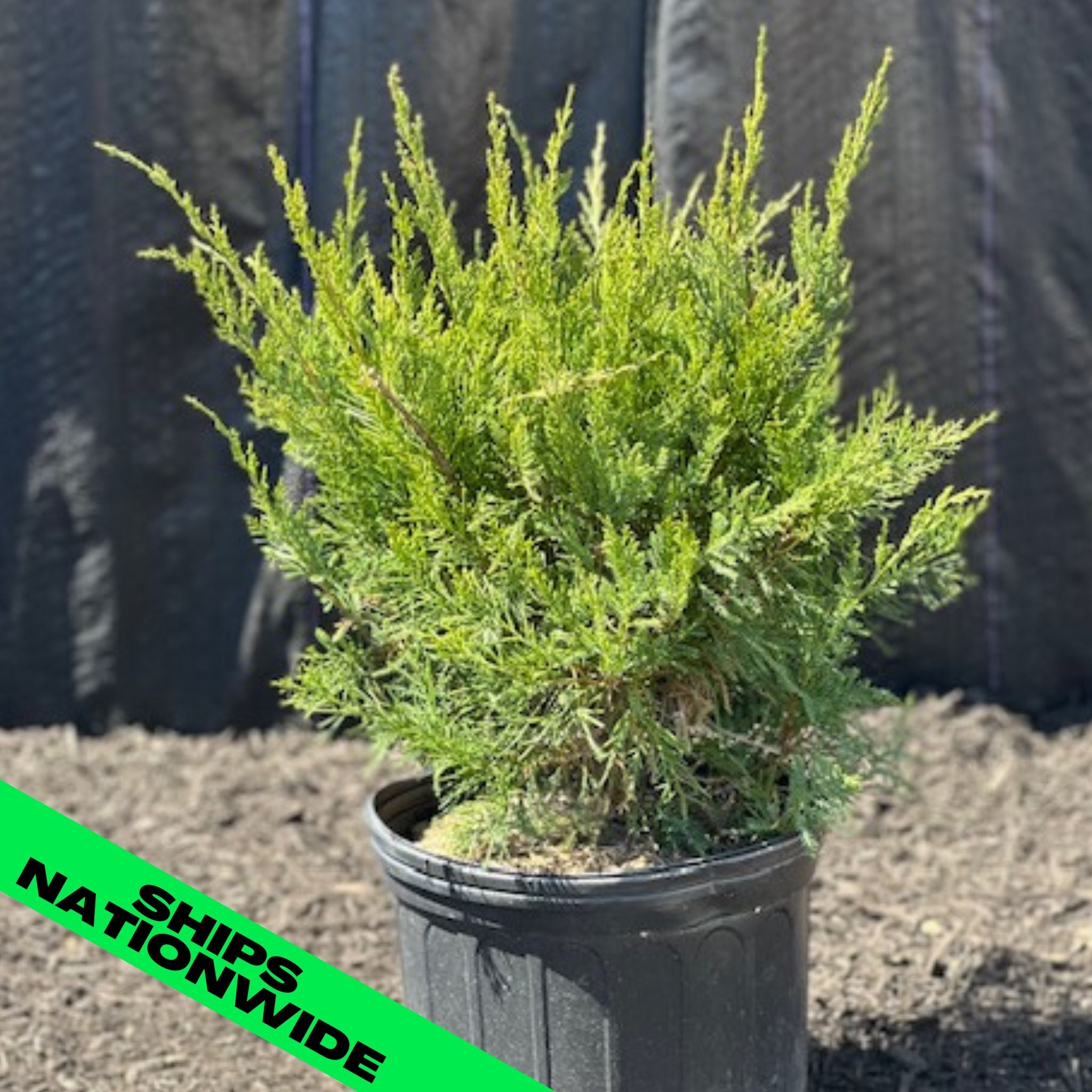 Juniper — Gardens of the World