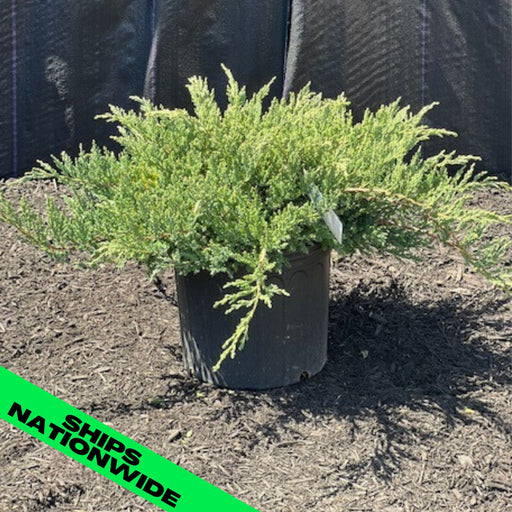 Juniper — Gardens of the World