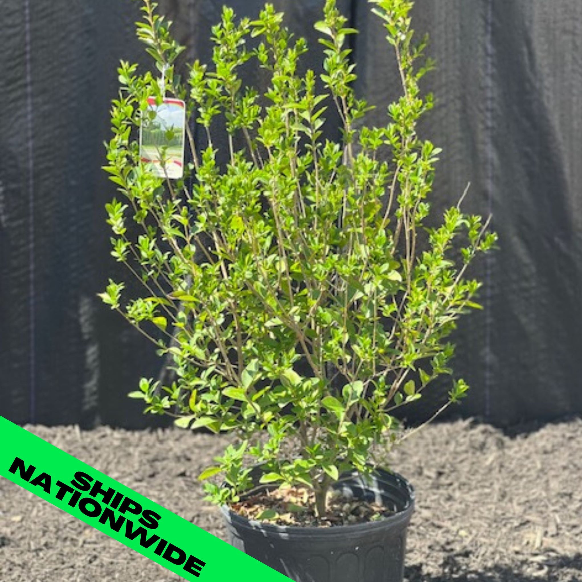 California Privet — Gardens of the World