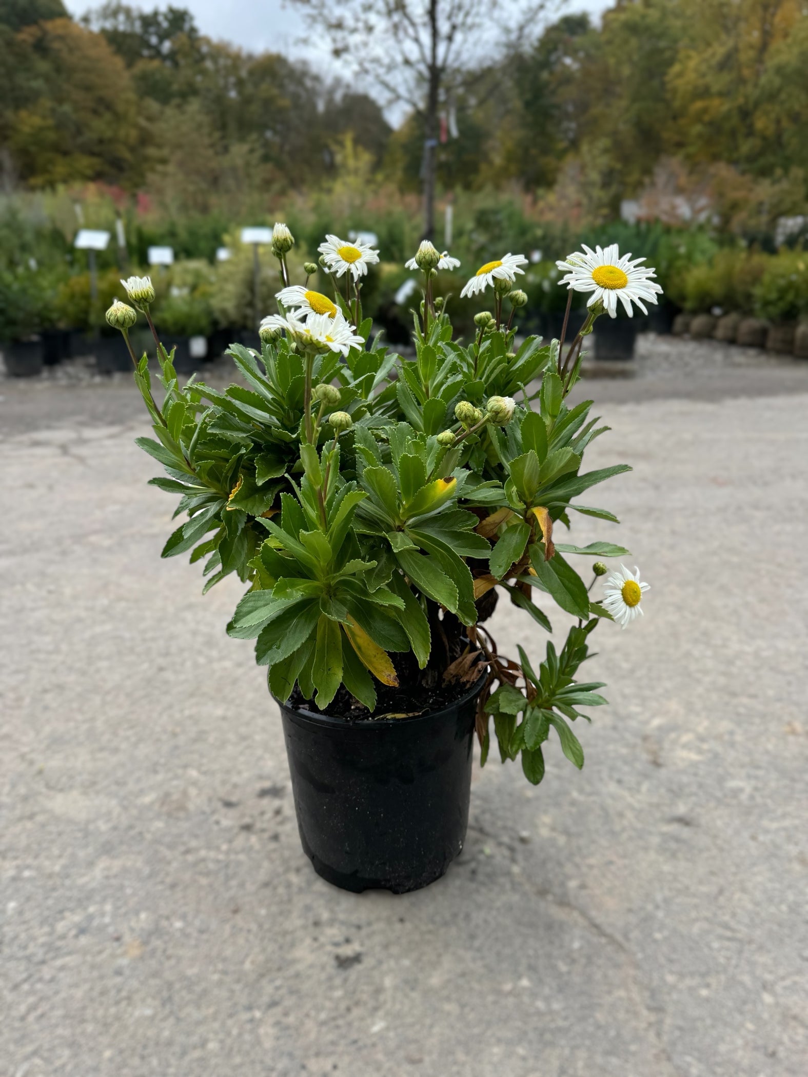 Montauk Daisy | 2 Gallon Container | For Sale Online! — Gardens of the ...