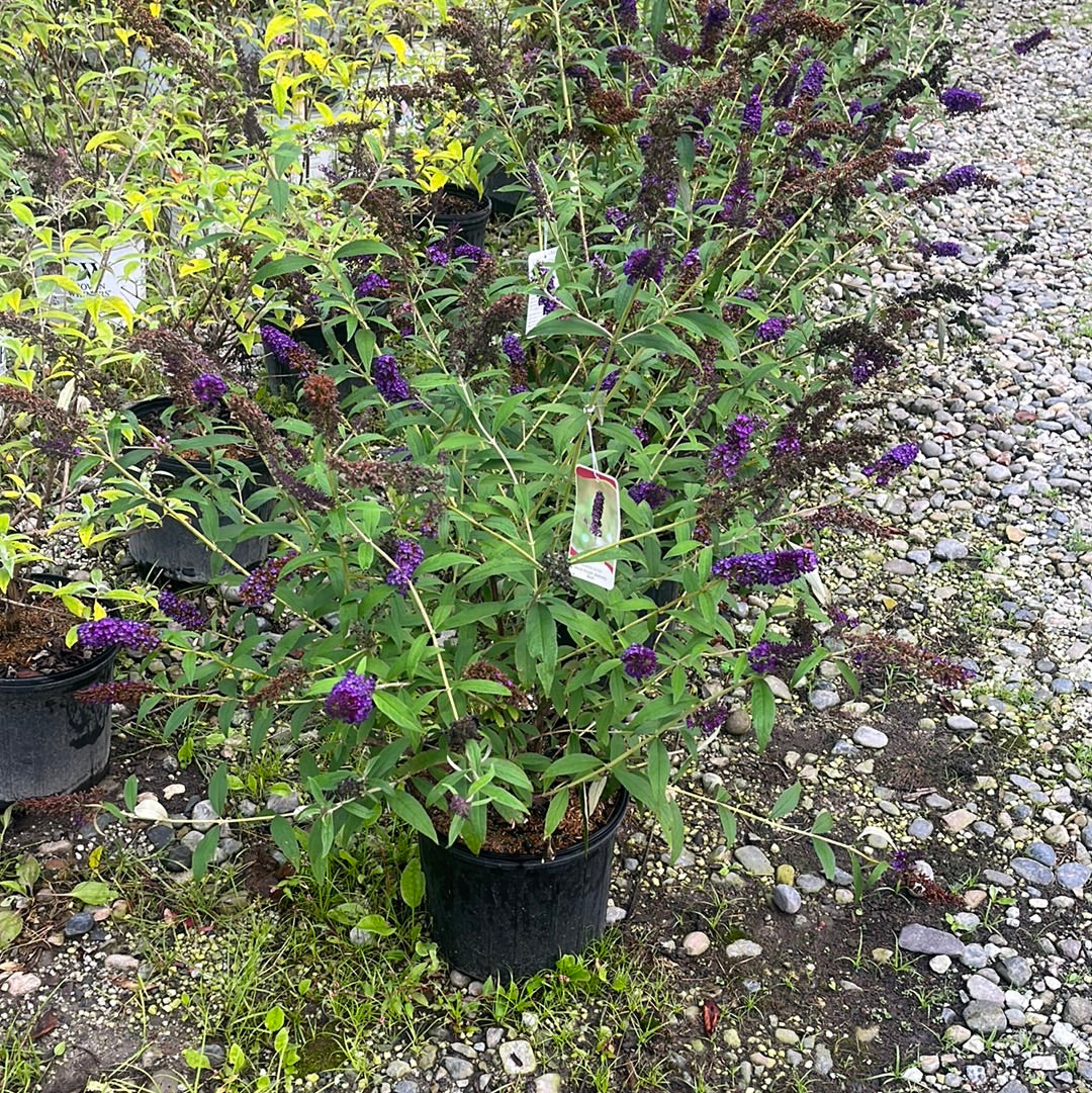 Black Knight Butterfly Bush For Sale Online! — Gardens of the World
