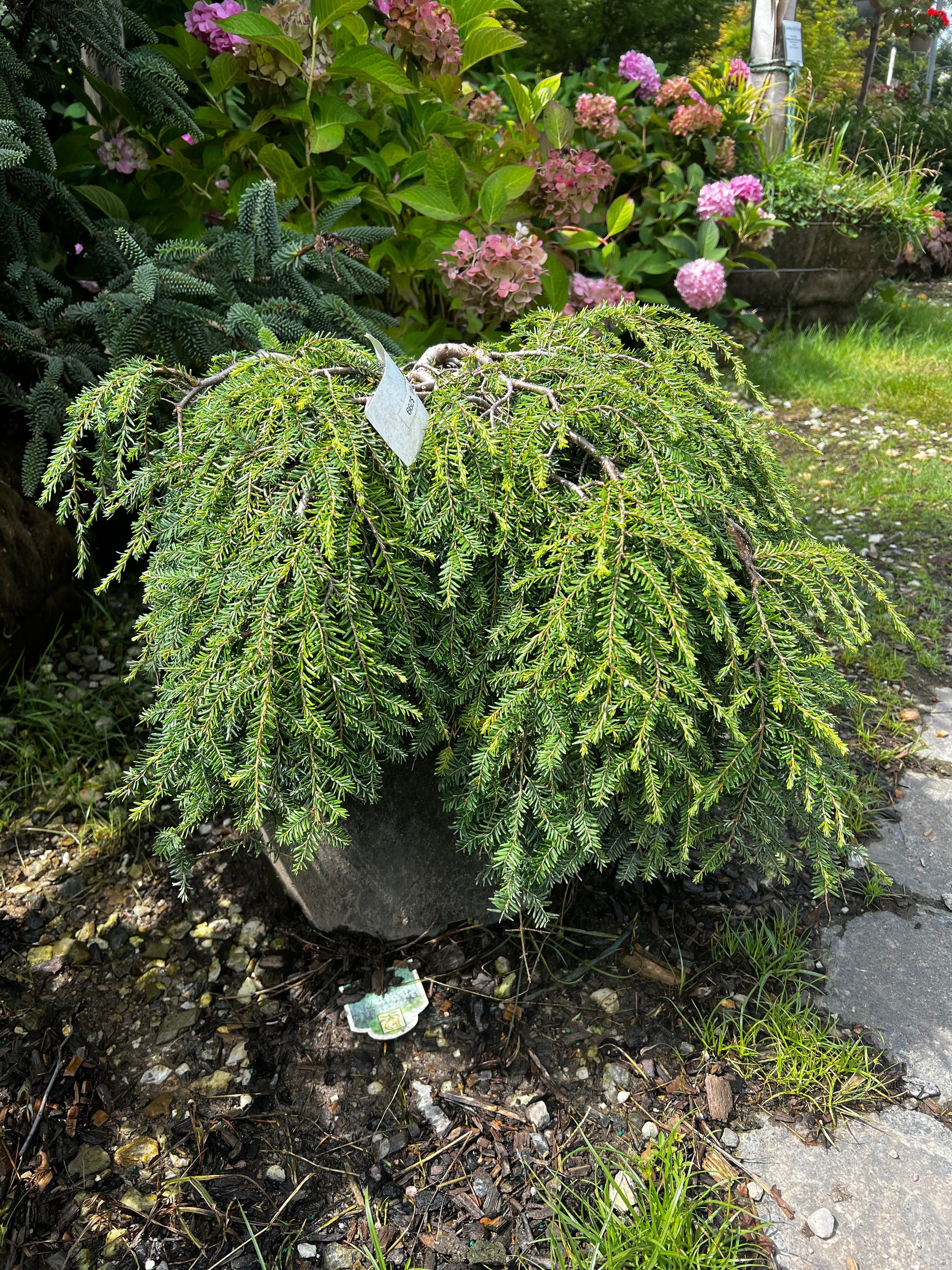 Hemlock — Gardens of the World